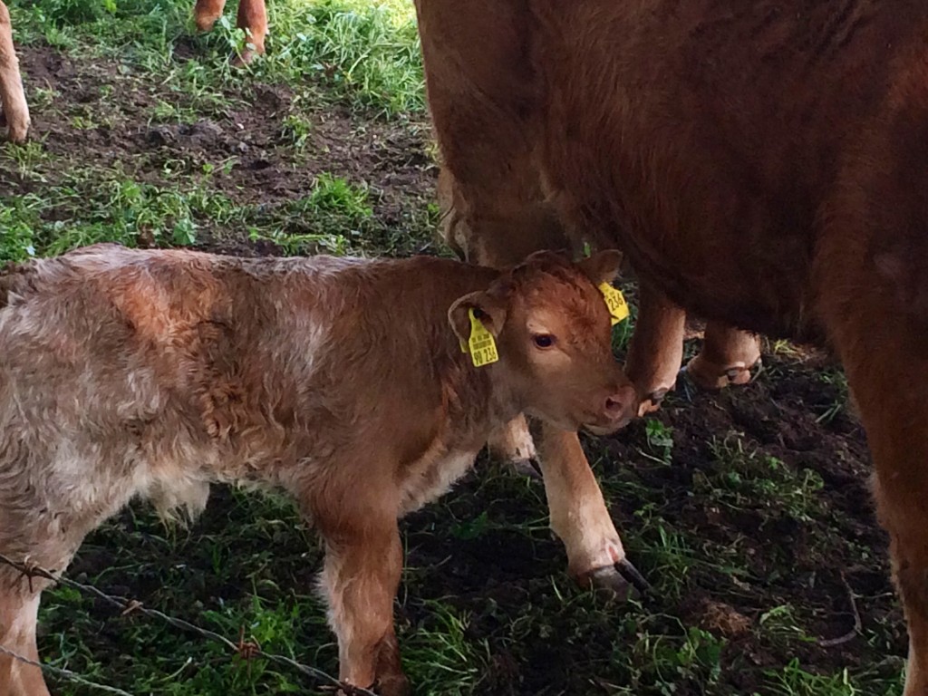 Haus Stallmeister fotografiert jungs braunes Kalb in Lippstadt Bad ...